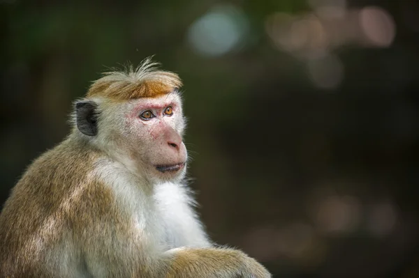 Macaque Stock Photos, Royalty Free Macaque Images | Depositphotos
