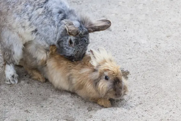 Bun fight Stock Photos, Royalty Free Bun fight Images | Depositphotos