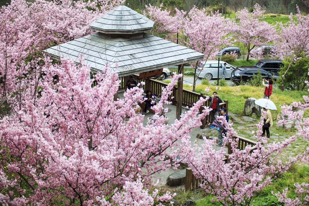 Wuling Farm cherry blossom season, Nantou, Taiwan – Stock Editorial ...