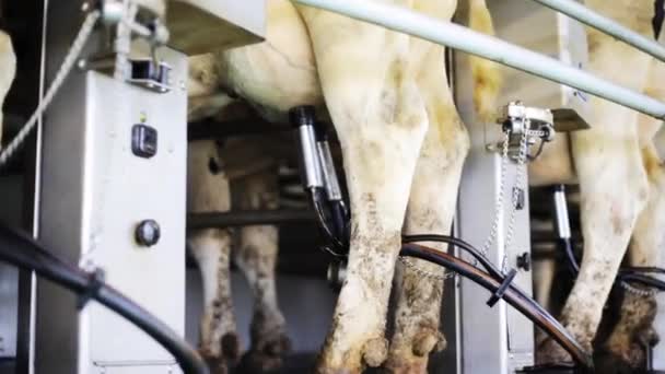 586 Milking machine Videos, Royalty-free Stock Milking machine Footage ...