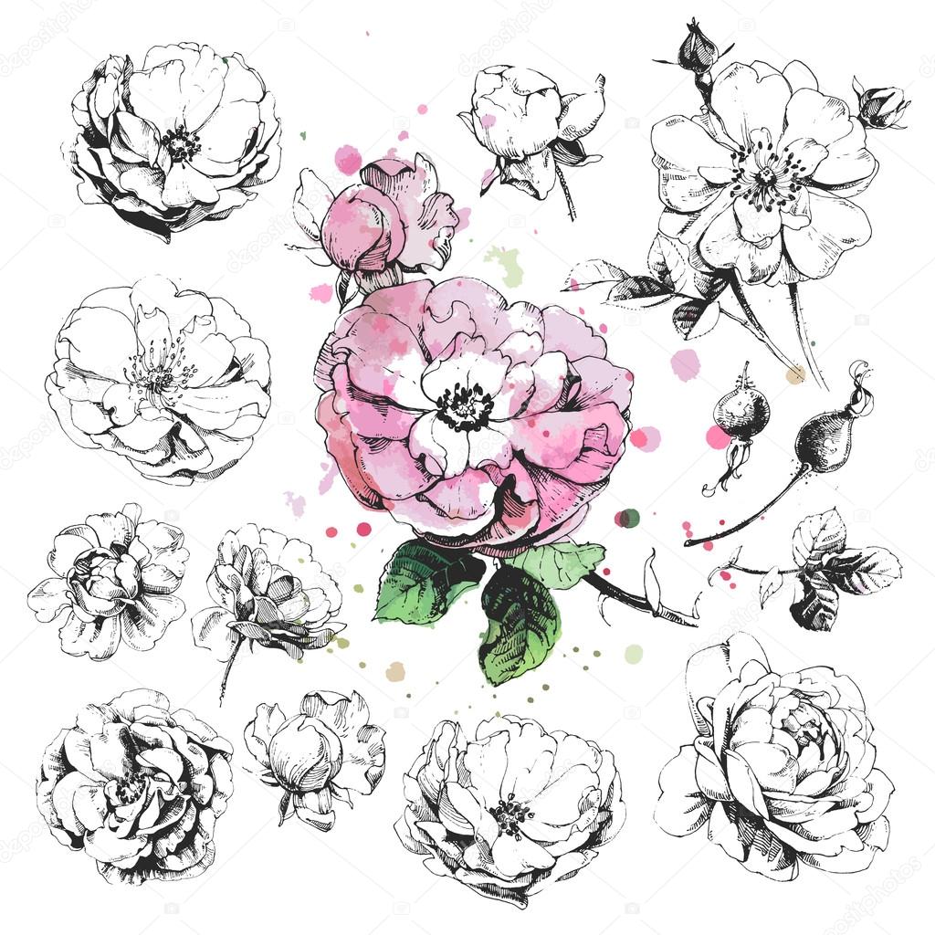 Wild Rose Stock Illustration by ©deisey #81278060