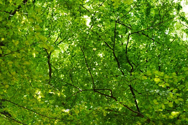 Tree canopy Stock Photos, Royalty Free Tree canopy Images | Depositphotos