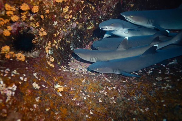 Roca de coral Stock Photos, Royalty Free Roca de coral Images ...