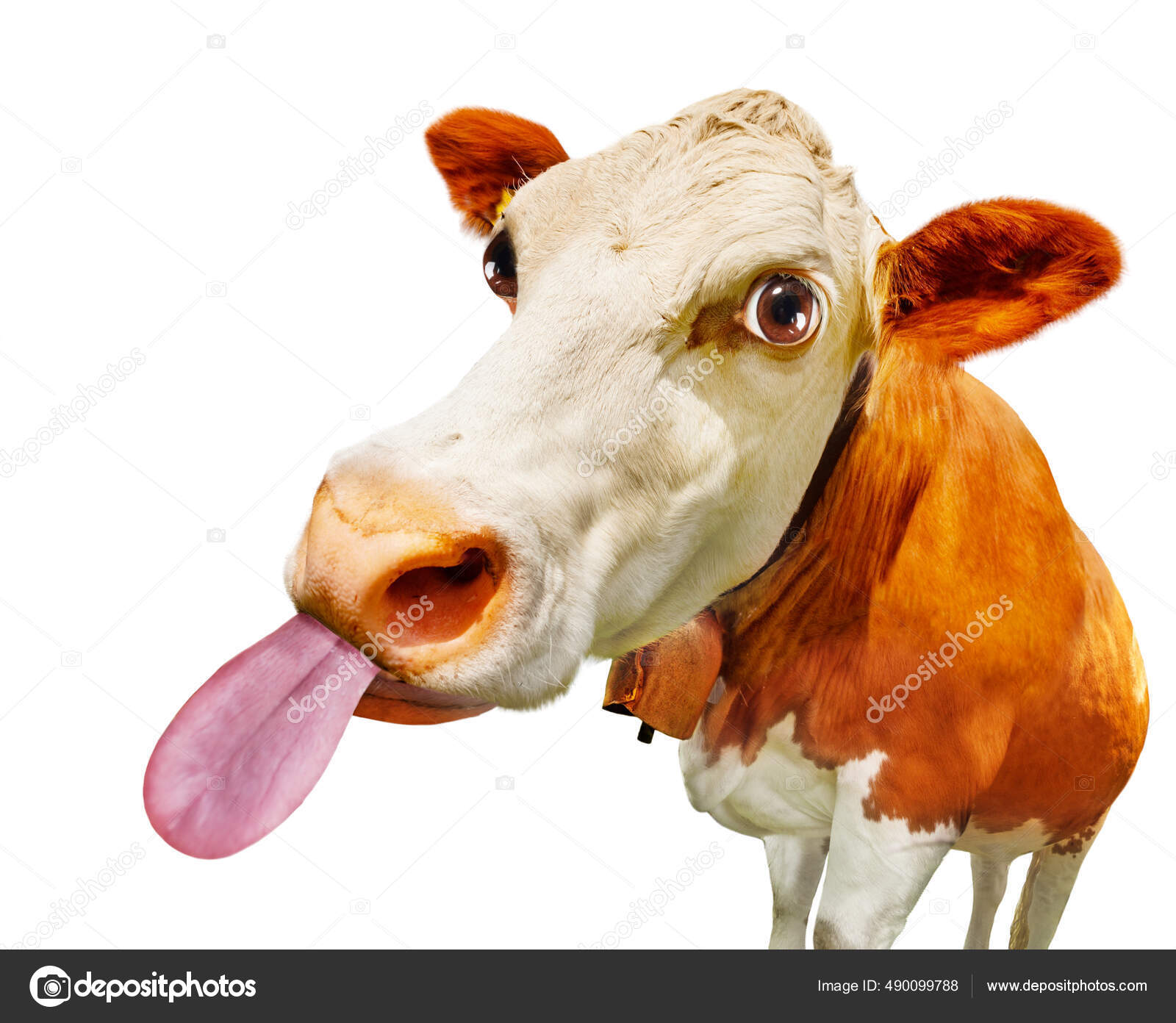 Cabeza Divertida Vaca Con Lengua Hacia Fuera Del Palo Aislado ...