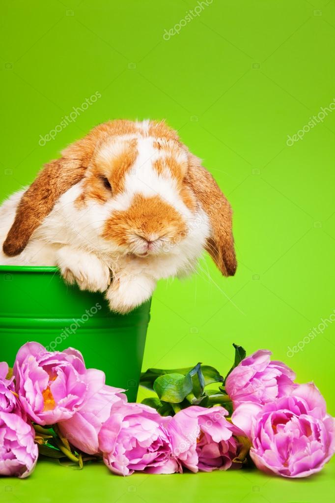 Cute rabbit with flowers Stock Photo by ©serrnovik 60707855