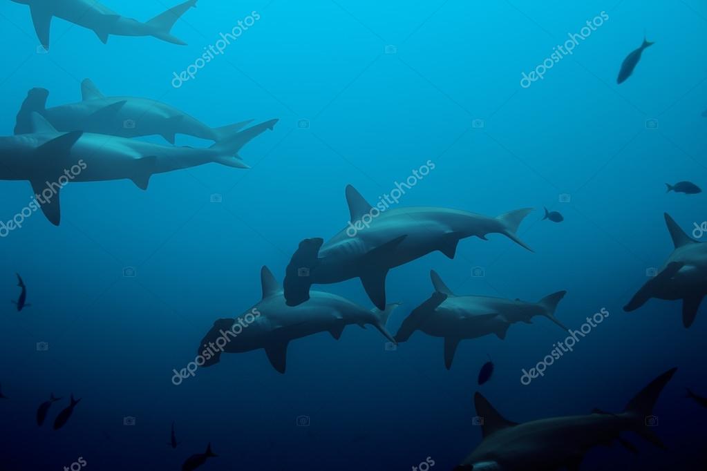 Large hammerhead sharks — Stock Photo © serrnovik #65892521