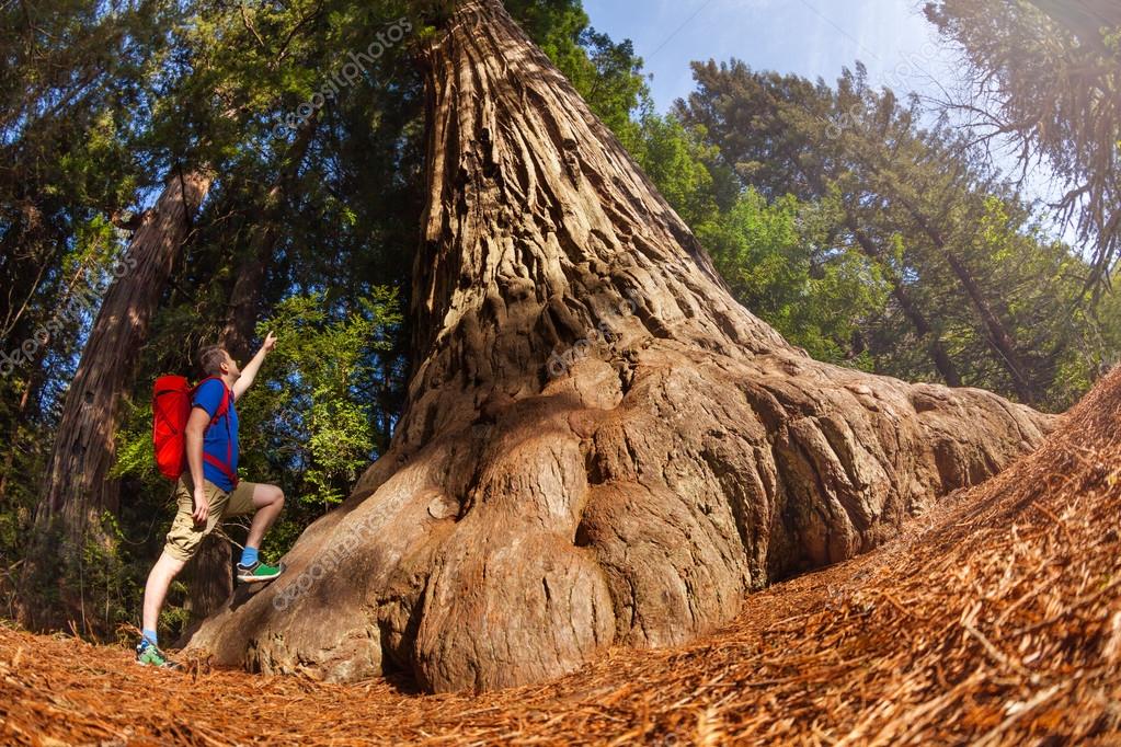 Man pointing at big tree Stock Photo by ©serrnovik 77374386