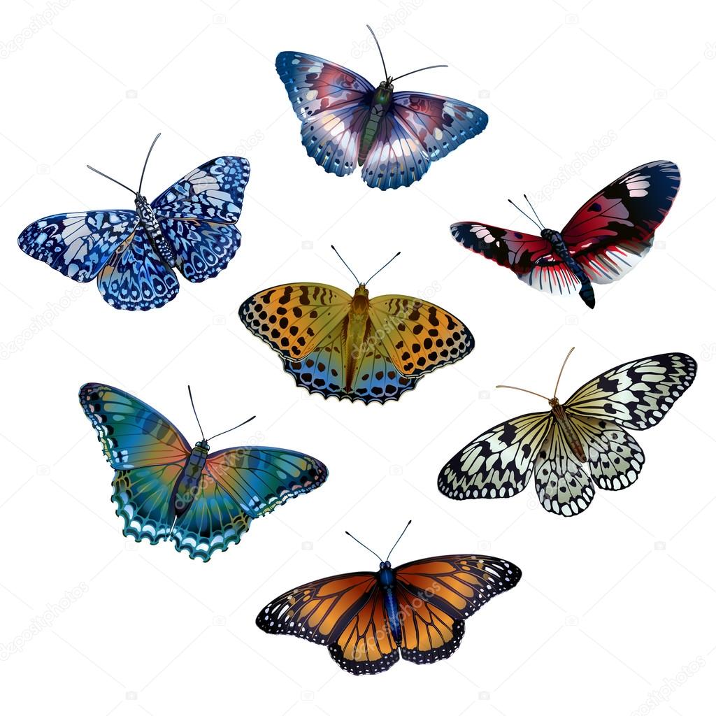 Siete mariposas brillantes Stock Vector by ©svetik 101250230