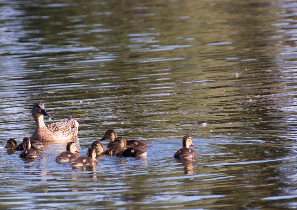 Ducks Follow Cute Ducklings Duck Babies Mother Queue Lake Symbolic ...