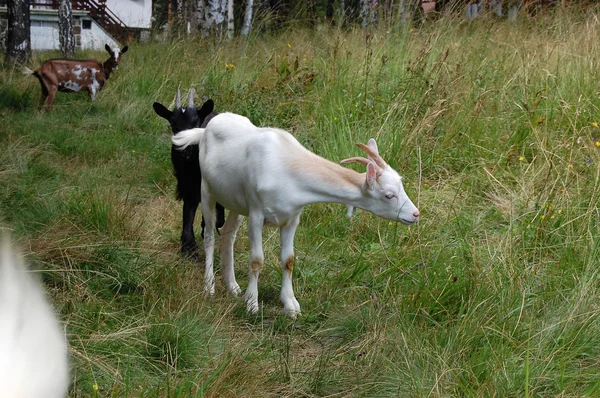 Animal albinos Stock Photos, Royalty Free Animal albinos Images ...
