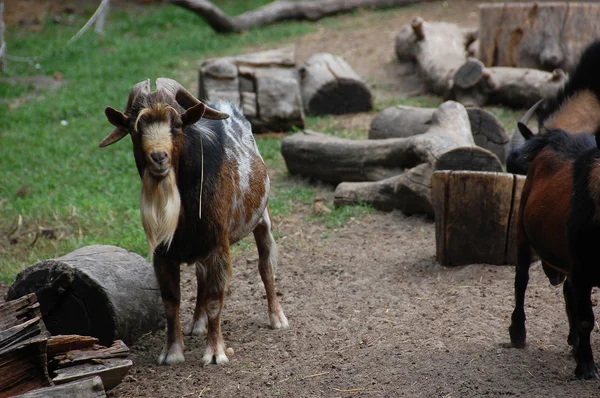 Ethiopia goats Stock Photos, Royalty Free Ethiopia goats Images ...