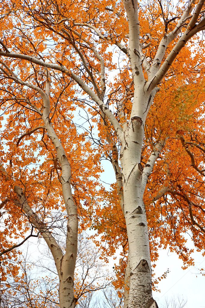 Two trees with bright yellow leaves — Stock Photo © DrTrIg #68849713