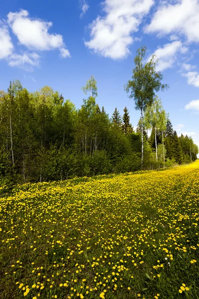 in spring season - Stock Image - Everypixel