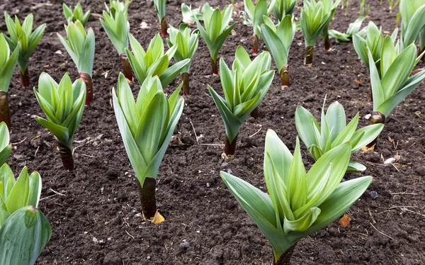 Garlic sprouts in the soil — Stock Photo © ligora #96463446