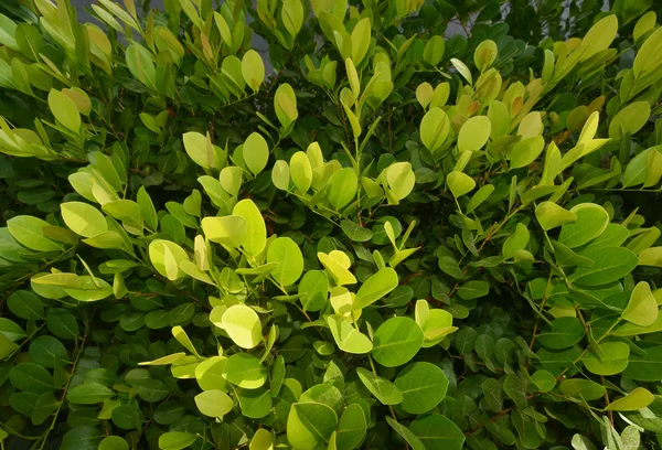 Mangrove shrub Stock Photos, Royalty Free Mangrove shrub Images ...