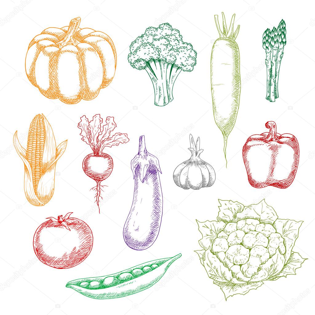 Fresh harvested whole vegetables sketches Stock Illustration by ...
