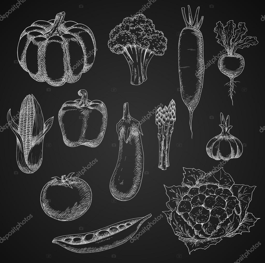 Chalk sketches of fresh vegetables Stock Vector Image by ©Seamartini ...