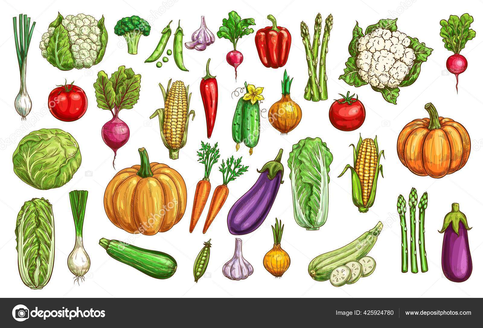 Farm Vegetables Greenery Color Sketches Set Pumpkin Carrot Beetroot ...