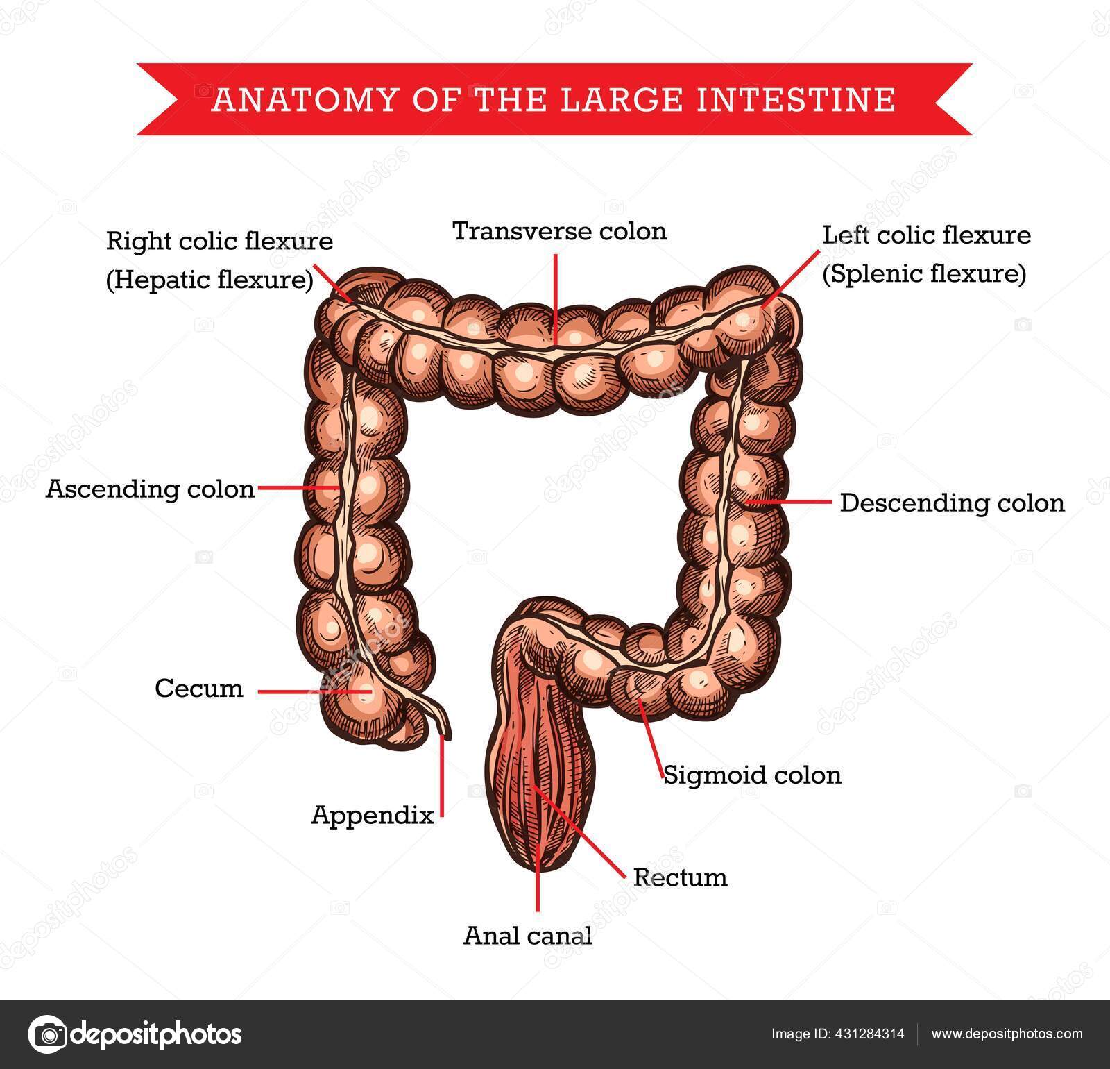 Menselijke Dikke Darm Anatomie Vector Schets Geneeskunde Hulpprogramma Van Lichaamsdelen Stock ...