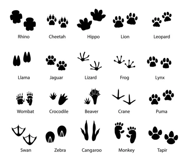 Puma footprint Vector Art Stock Images | Depositphotos