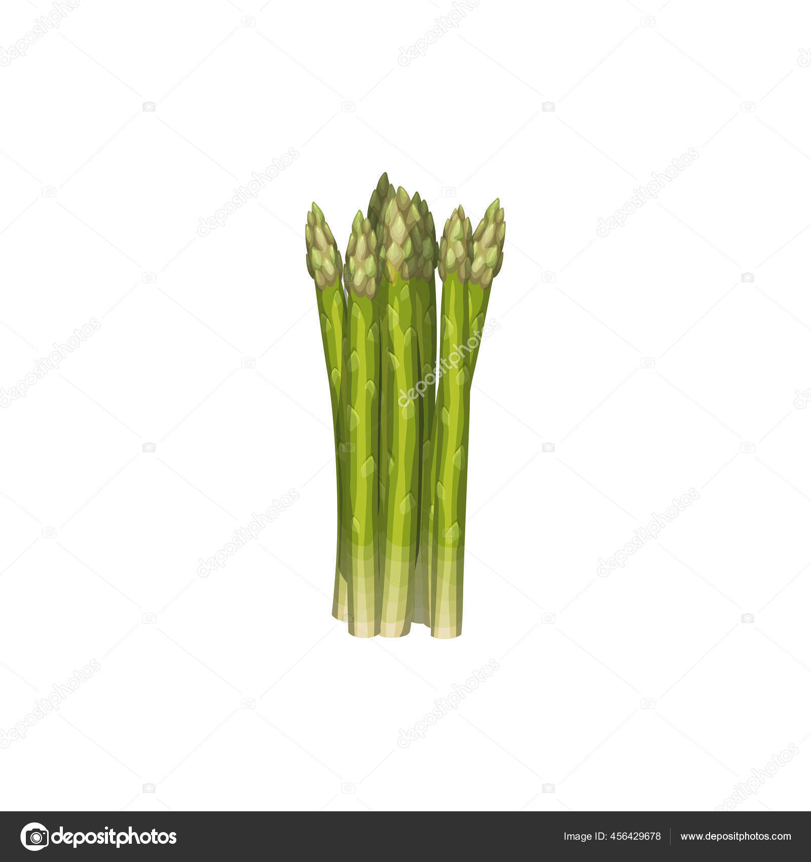 Asparagus Vector Natural Green Vegetable Bunch Spears Healthy Raw Food ...