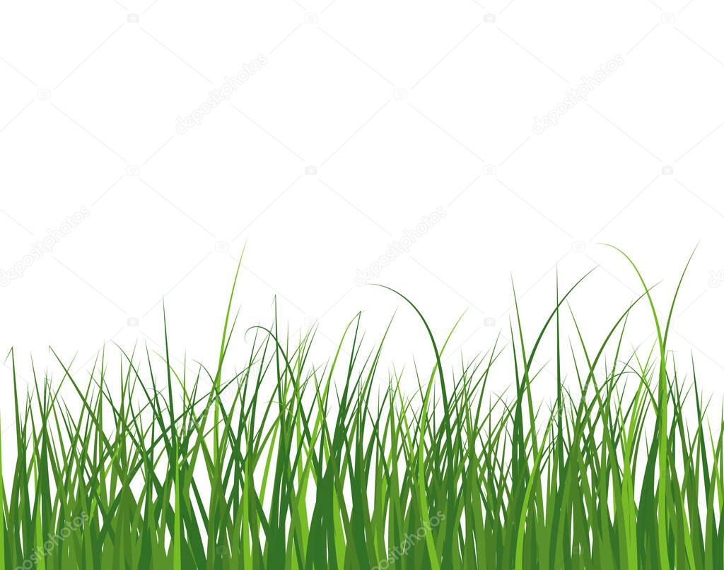 Pasto verde del prado de primavera. Plantas de color fresco, hierba de ...