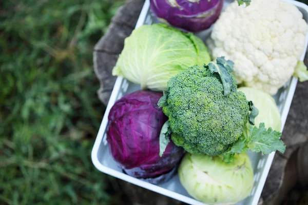 Collection of various types of cabbage Stock Photo by ©mallivan 120384228