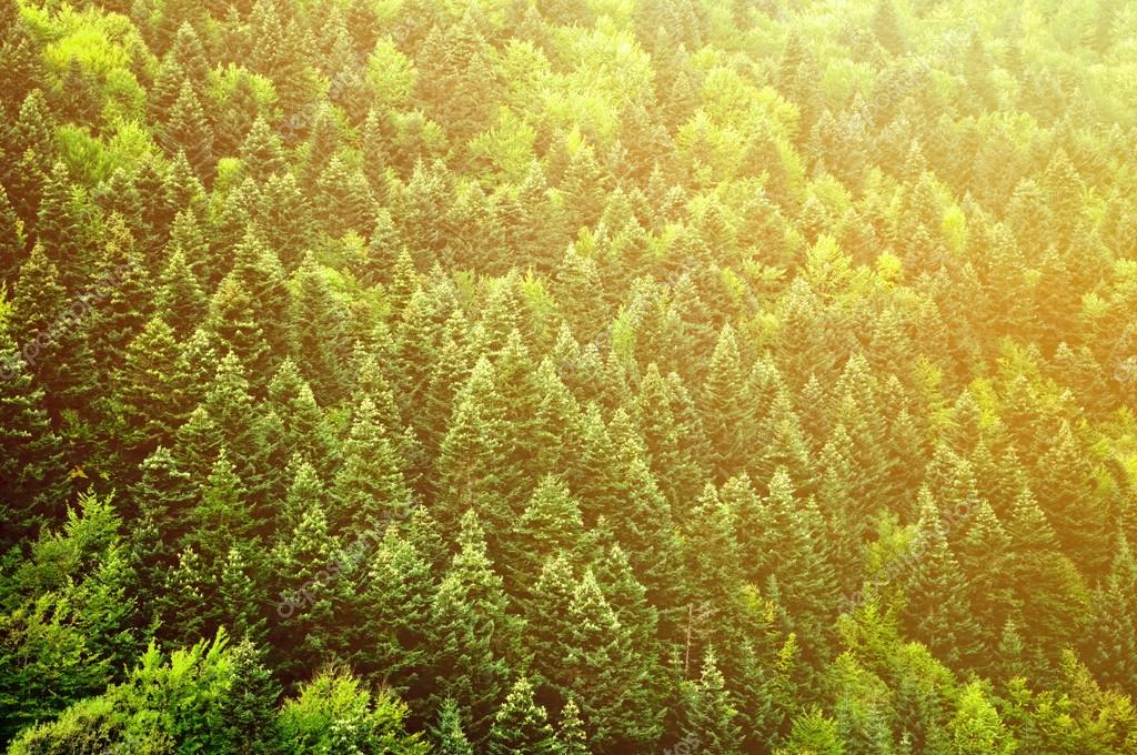 Green forest background Stock Photo by ©Alexis84 72909361