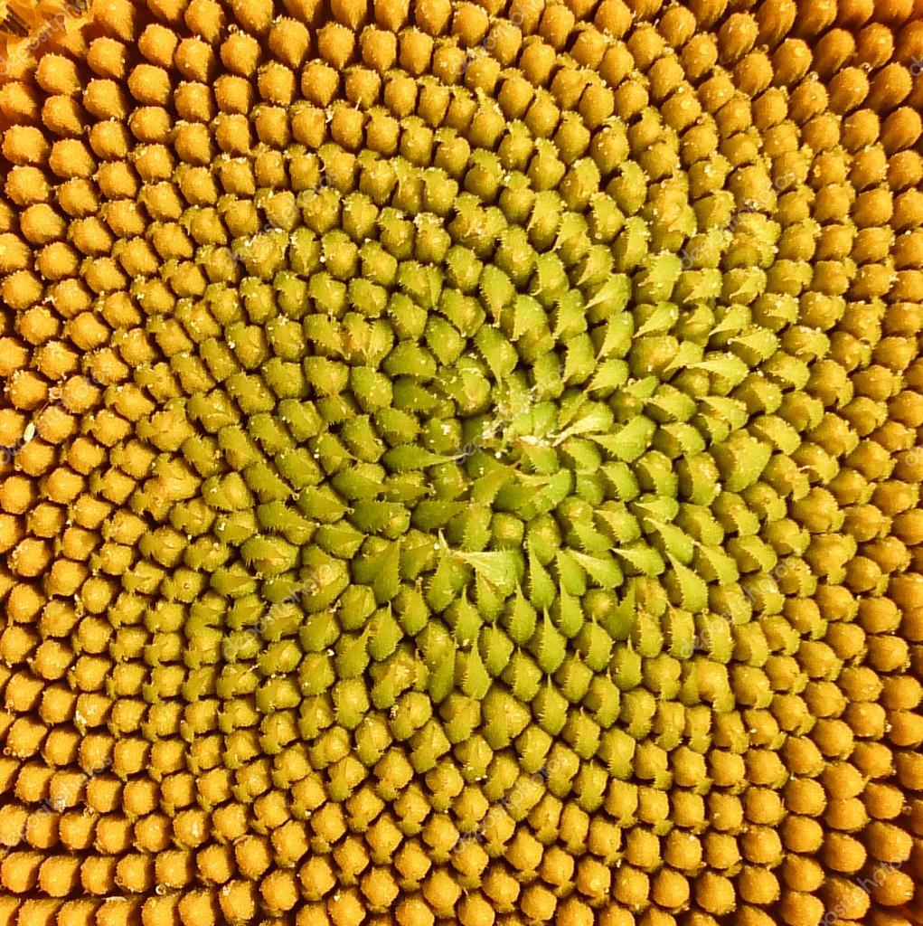 Sunflower macro shot — Stock Photo © Alexis84 #72919949