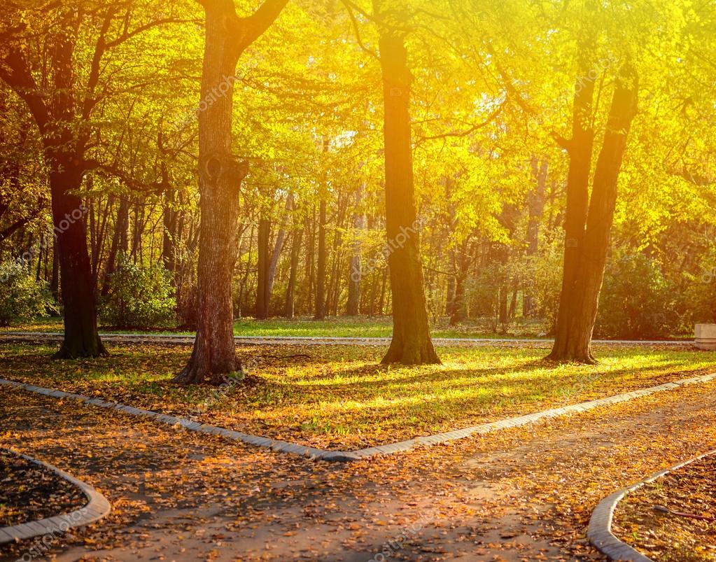 Multiple Paths Forest