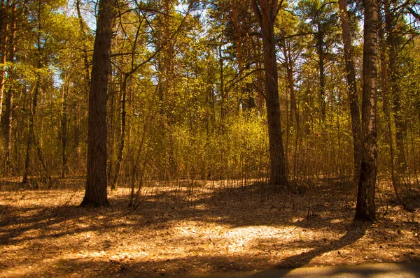 Hunter forest Stock Photos, Royalty Free Hunter forest Images ...