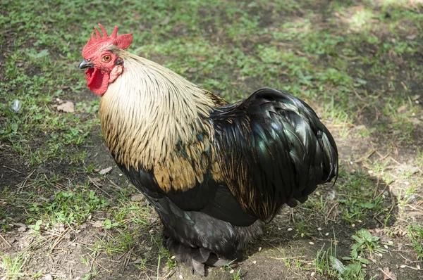 Gallos Stock Photos, Royalty Free Gallos Images | Depositphotos