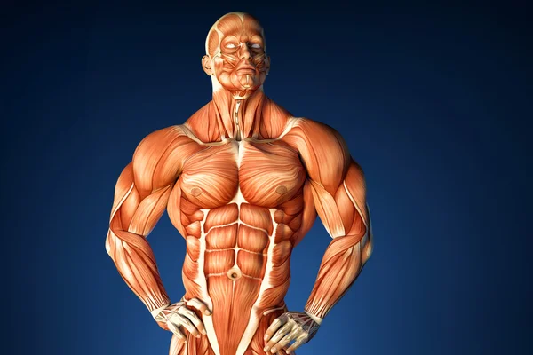 Male human anatomy and muscles — Stock Photo © newartgraphics #19872483