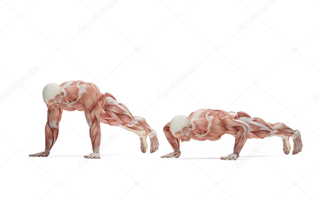 Push up exercise. Anatomical illustration. Isolated. Clipping path ...