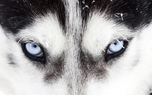 White Timber Wolf With Blue Eyes