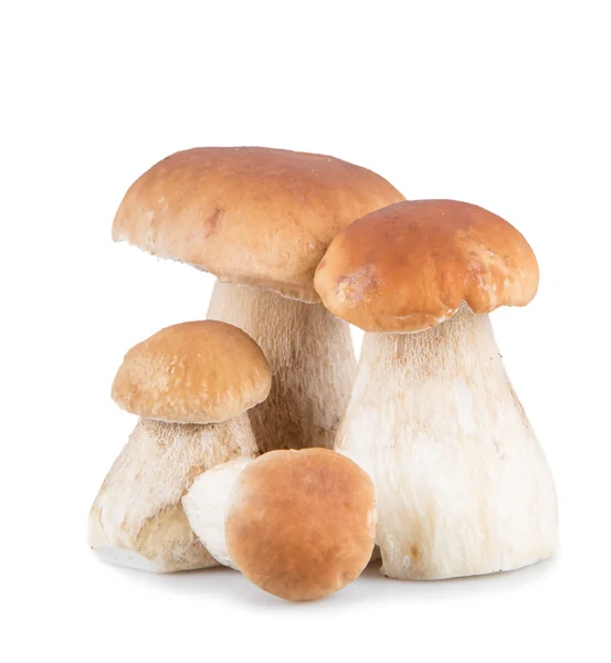 Photos de Cèpes, Images de Cèpes | Depositphotos®