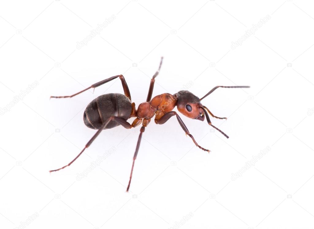 Ant isolated on white background. Stock Photo by ©Kesu01 76141405