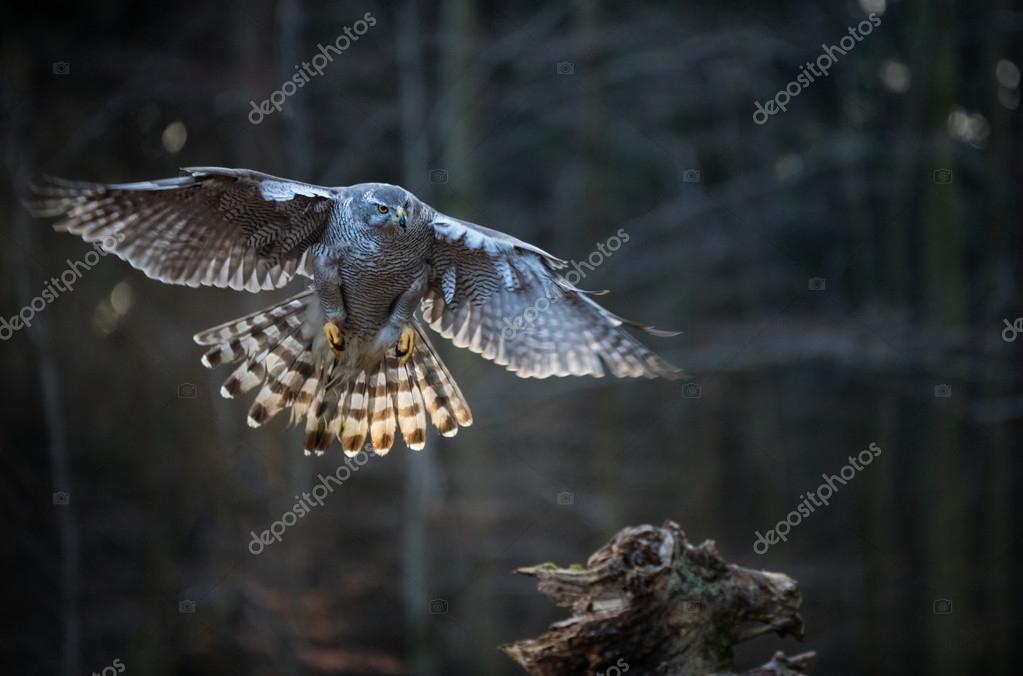 Flying bird Goshawk with blurred orange autumn tree forest Stock Photo ...