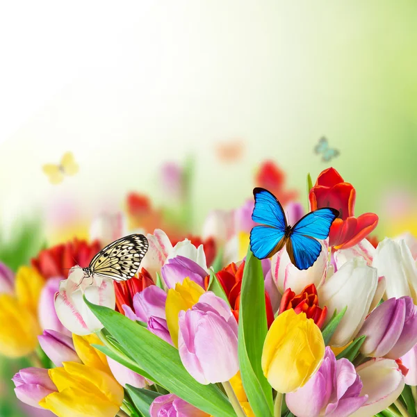Beautiful tulips bouquet with butterflies Stock Photo by ©Kesu01 97871762