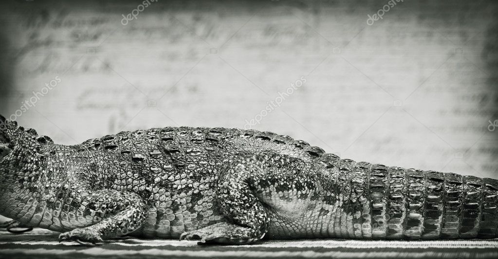 The body of a crocodile — Stock Photo © Devin_Pavel #62810969