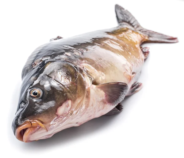 Carp Stock Photos, Royalty Free Carp Images | Depositphotos