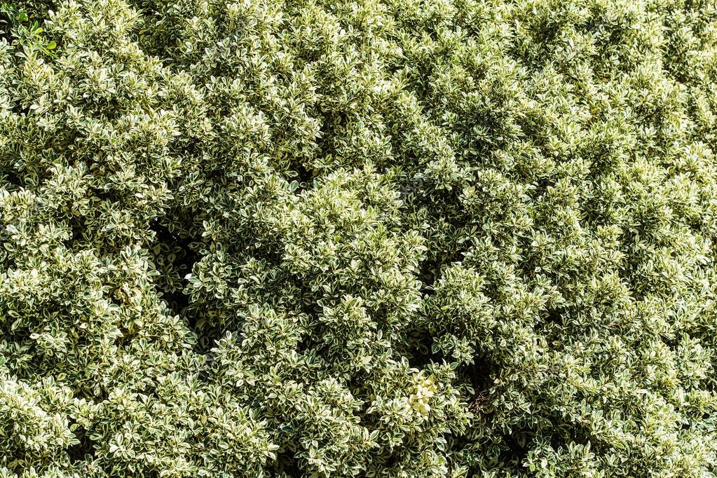 Big ficus shrubs. Nature background. Stock Photo by ©Valentyn_Volkov ...