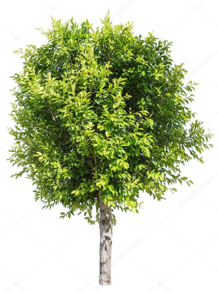 Benjamin's fig tree isolated on the white background. — Stock Photo ...