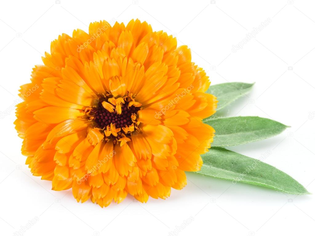 White Calendula Flower