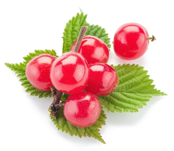 Manchu cherry Stock Photos, Royalty Free Manchu cherry Images ...