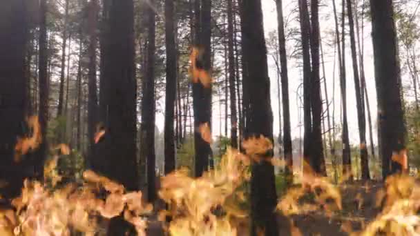 8,112 Floresta de fogo selvagem Videos, Royalty-free Stock Floresta de ...