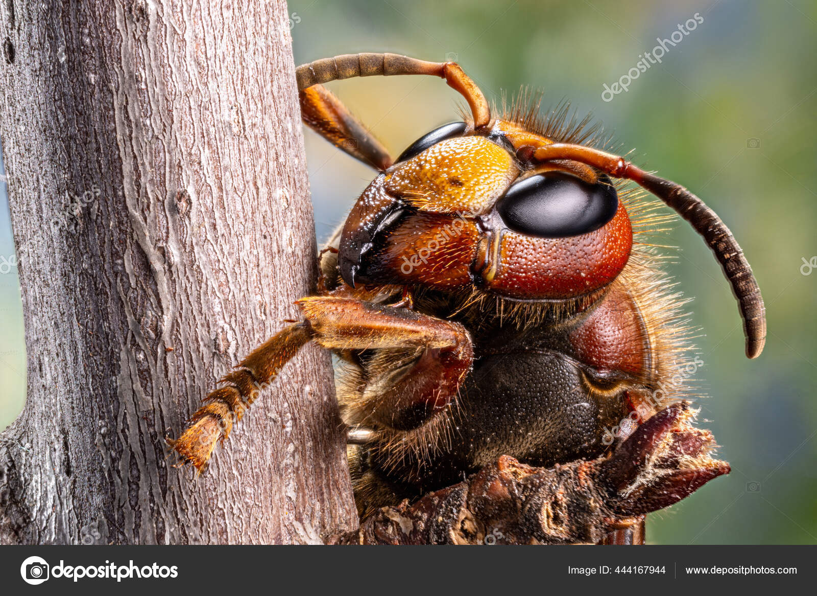Macro Shot Hornet Insect Top Margin Head All Body Details — Stock Photo ...