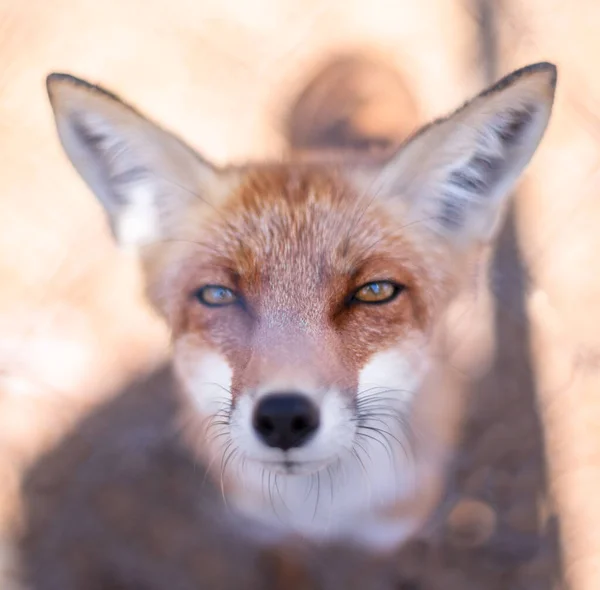 Fox face Stock Photos, Royalty Free Fox face Images | Depositphotos