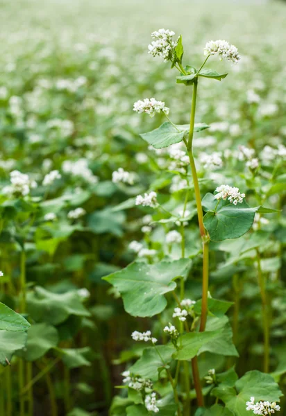 12,494 Buckwheat plant Stock Photos, Images | Download Buckwheat plant ...