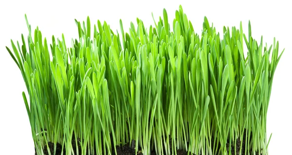 Grass file Stock Photos, Royalty Free Grass file Images | Depositphotos